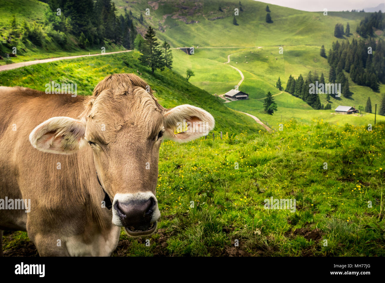 Kuh Mit Tags In Den Ohren Stockfotos und -bilder Kaufen - Alamy