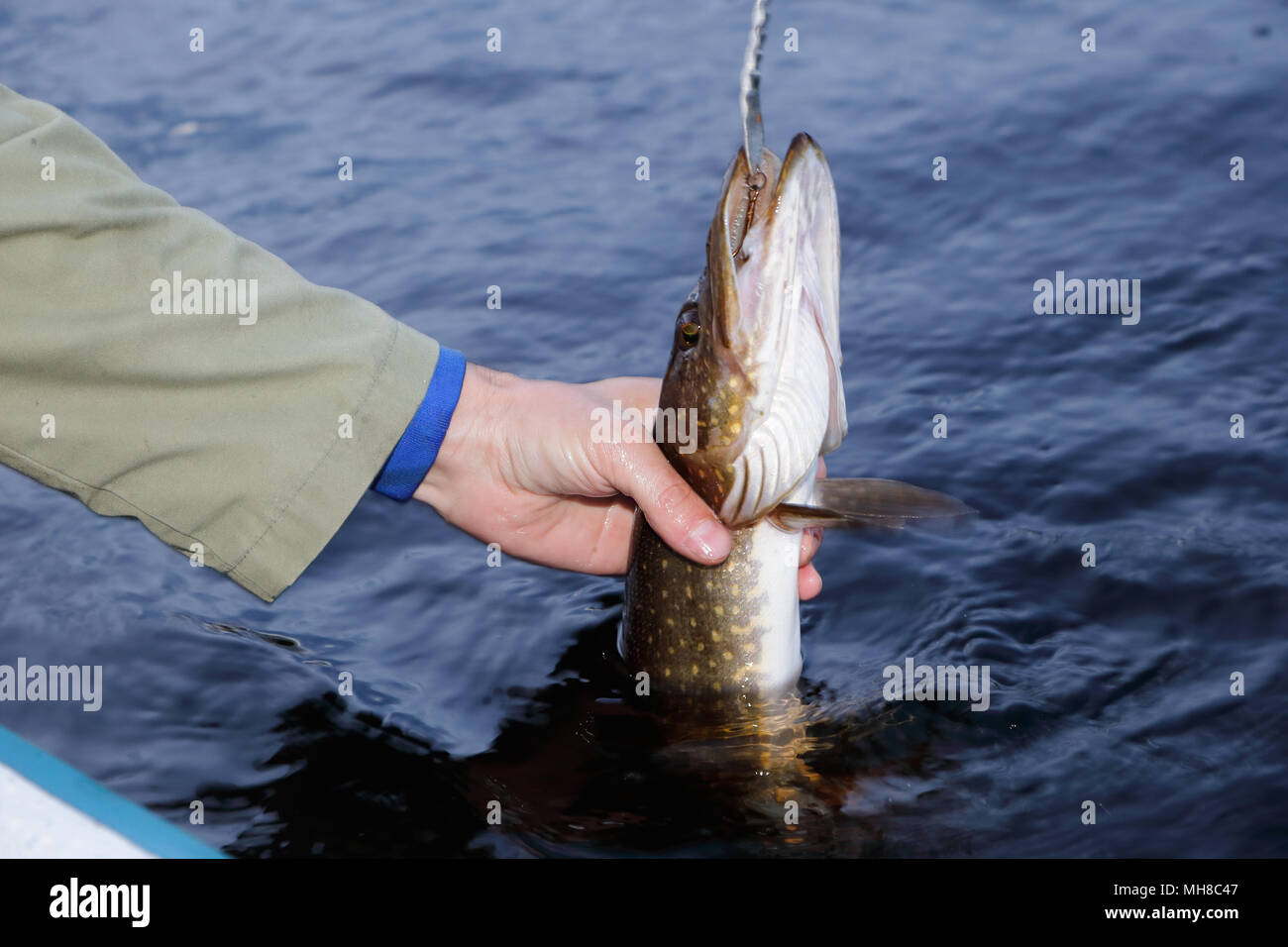 Hecht fischer -Fotos und -Bildmaterial in hoher Auflösung – Alamy