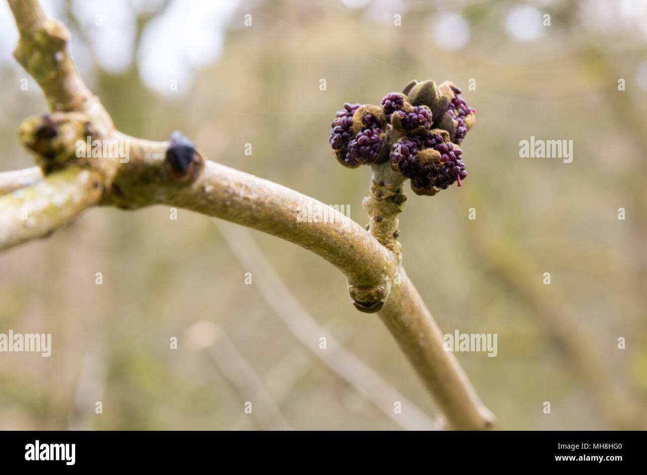 Esche hartholz -Fotos und -Bildmaterial in hoher Auflösung – Alamy