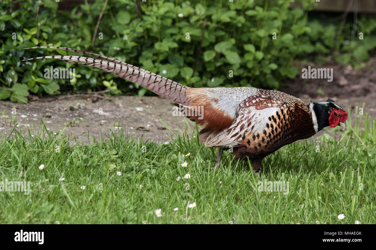 Jagd fasan -Fotos und -Bildmaterial in hoher Auflösung – Alamy