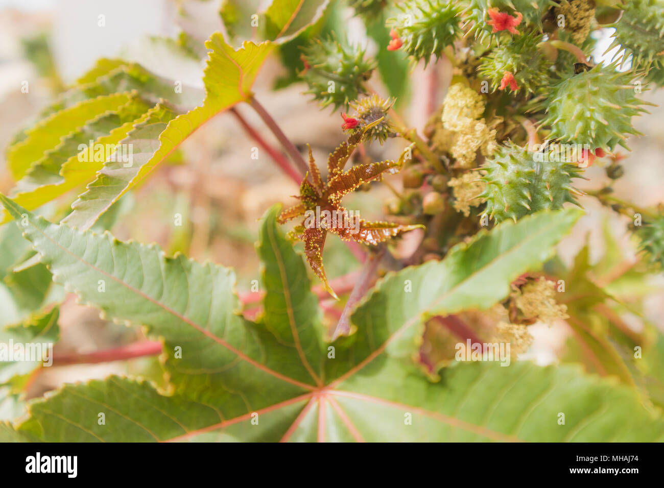 Plant ricinus communis medicinal -Fotos und -Bildmaterial in hoher ...