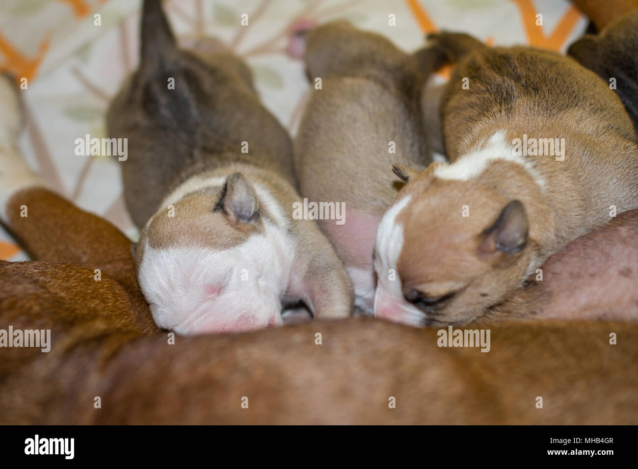 Geburt stillen -Fotos und -Bildmaterial in hoher Auflösung – Alamy