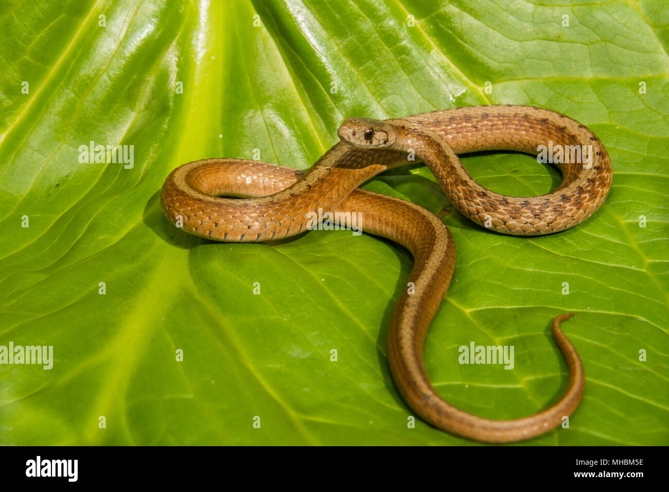 Storeria dekayi dekayi -Fotos und -Bildmaterial in hoher Auflösung – Alamy
