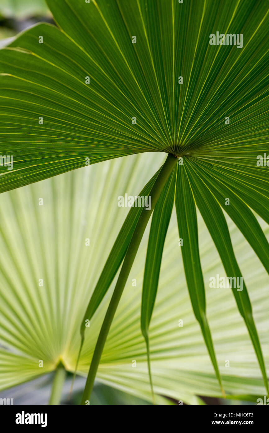 Thrinax radiata -Fotos und -Bildmaterial in hoher Auflösung – Alamy
