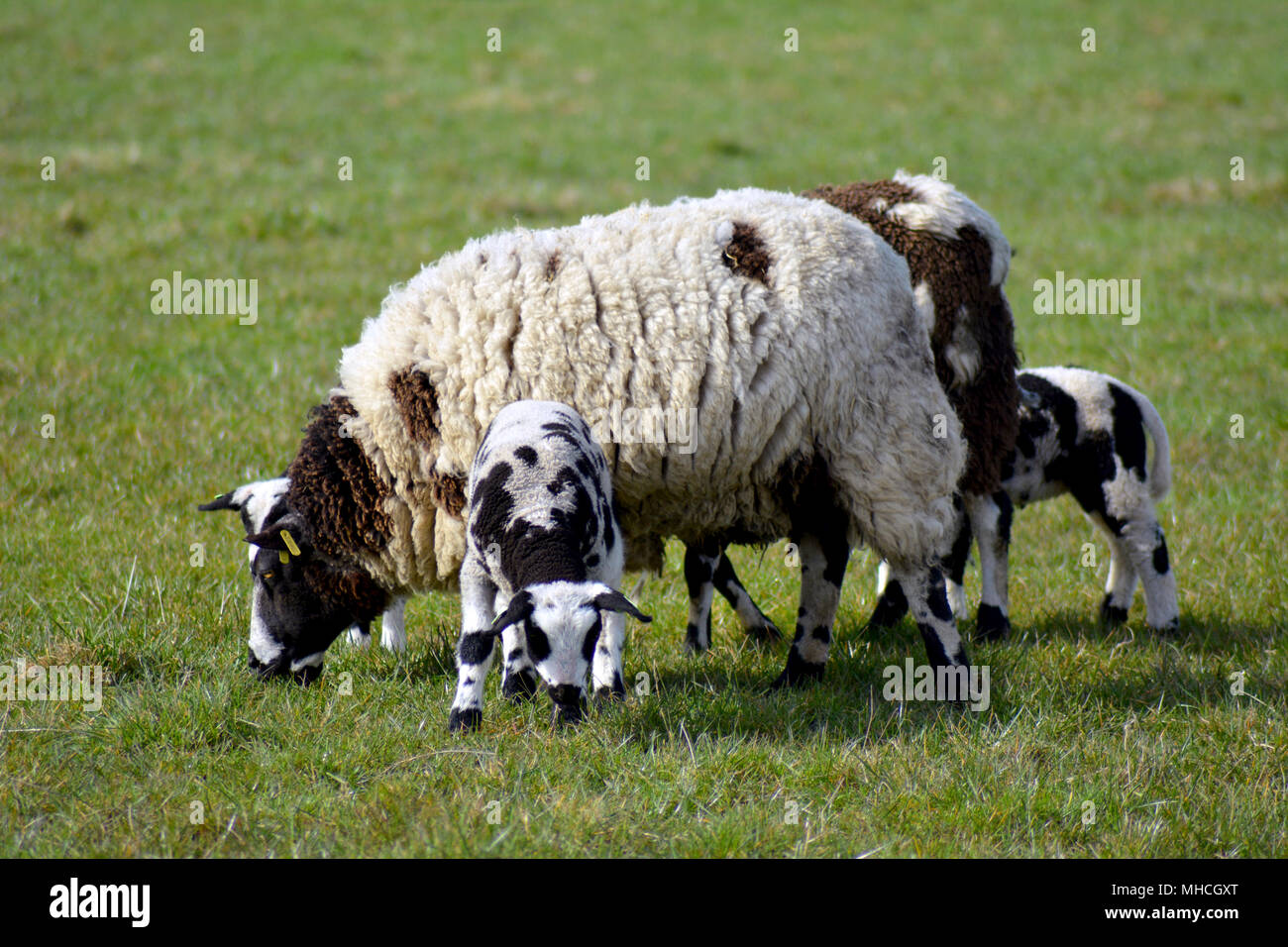 Bunte Texel Schafe und Lämmer im Winter auf der Insel Texel ...