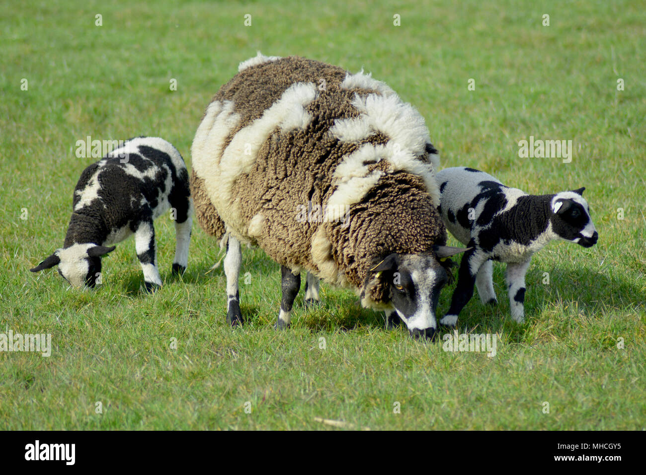 Bunte Texel Schafe und Lämmer im Winter auf der Insel Texel ...