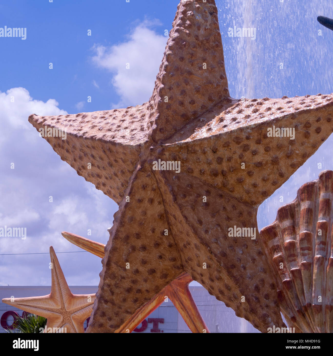 Riesen Seestern Stockfotos und -bilder Kaufen - Alamy