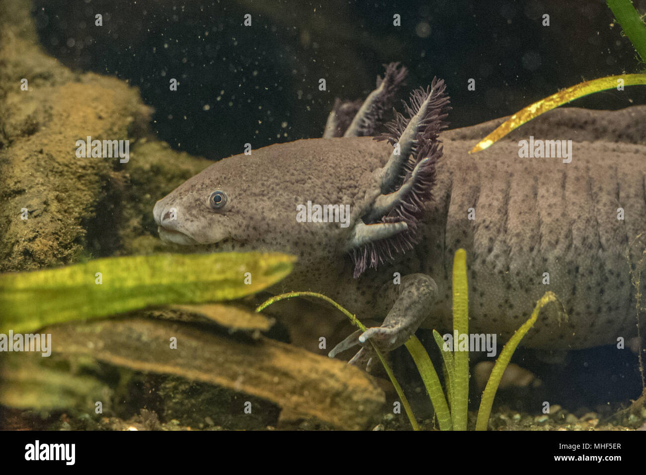 Axolotl ambystoma mexicanum larve -Fotos und -Bildmaterial in hoher ...