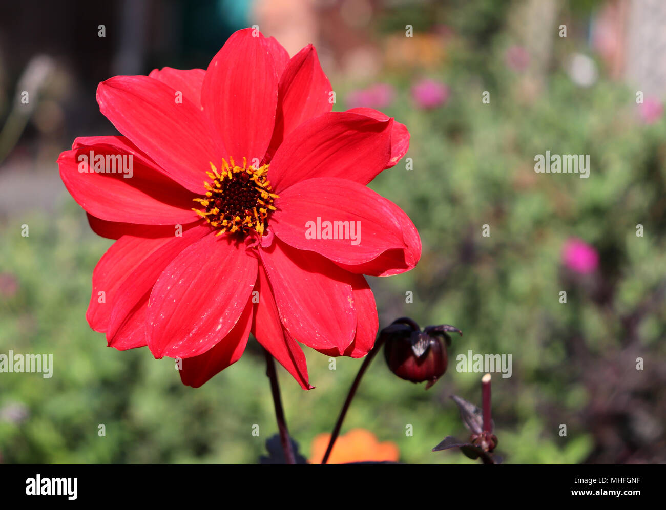 Rote herbstblume -Fotos und -Bildmaterial in hoher Auflösung – Alamy