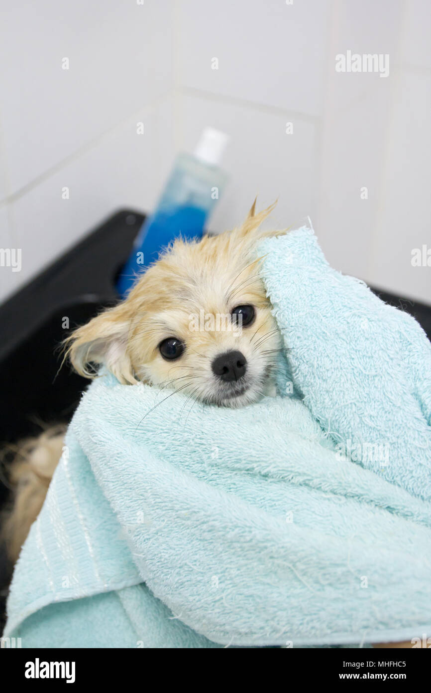 Dreckiger Hund Wanne Stockfotos und -bilder Kaufen - Alamy