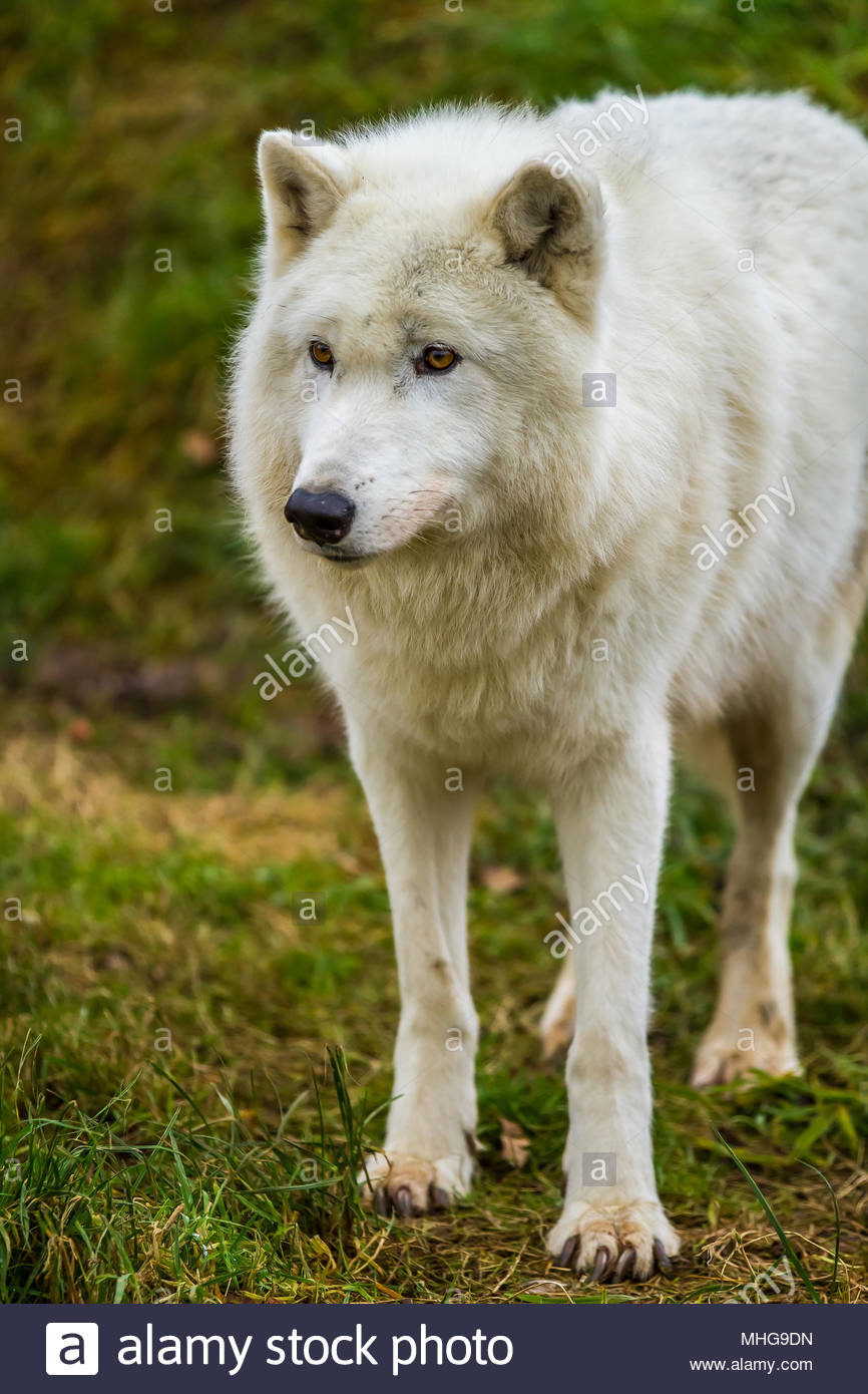 Alpha Male Timber Wolf In Stockfotos und -bilder Kaufen - Alamy