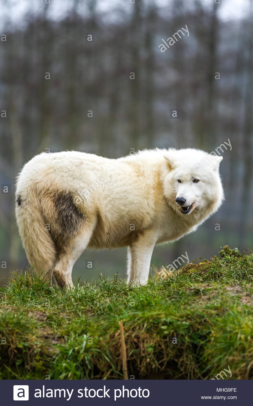 Alpha Male Timber Wolf In Stockfotos und -bilder Kaufen - Alamy