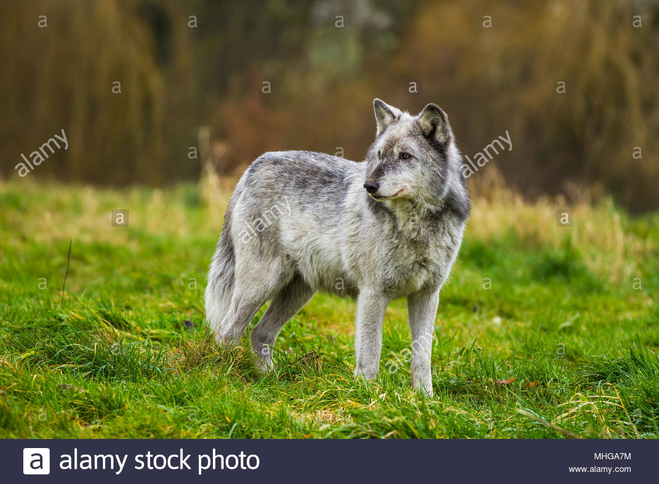 Alpha Male Timber Wolf In Stockfotos und -bilder Kaufen - Alamy