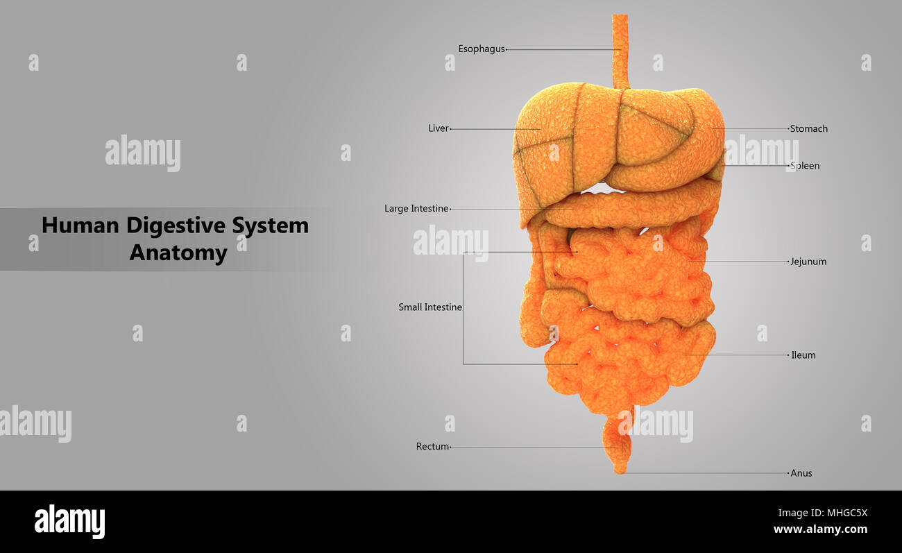 Menschliche Verdauungssystem Große und kleine Darm Anatomie anteriore ...