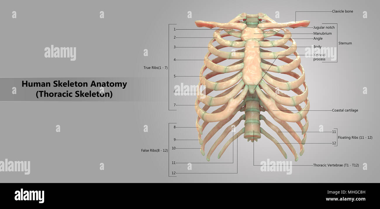 Menschliches Skelett System thorakale Skelett mit Label Design Anatomie ...