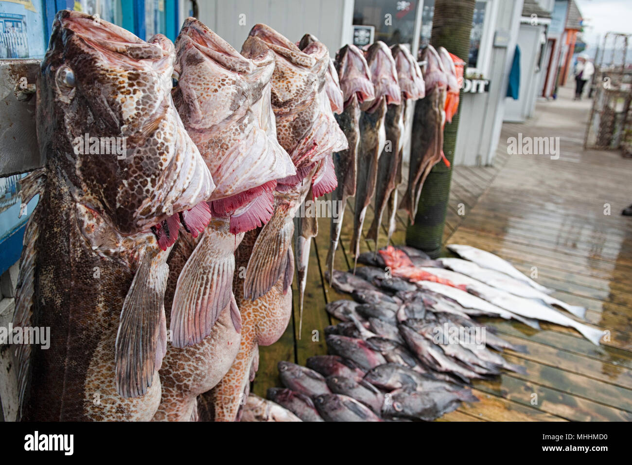 Wolffish unter wasser -Fotos und -Bildmaterial in hoher Auflösung – Alamy