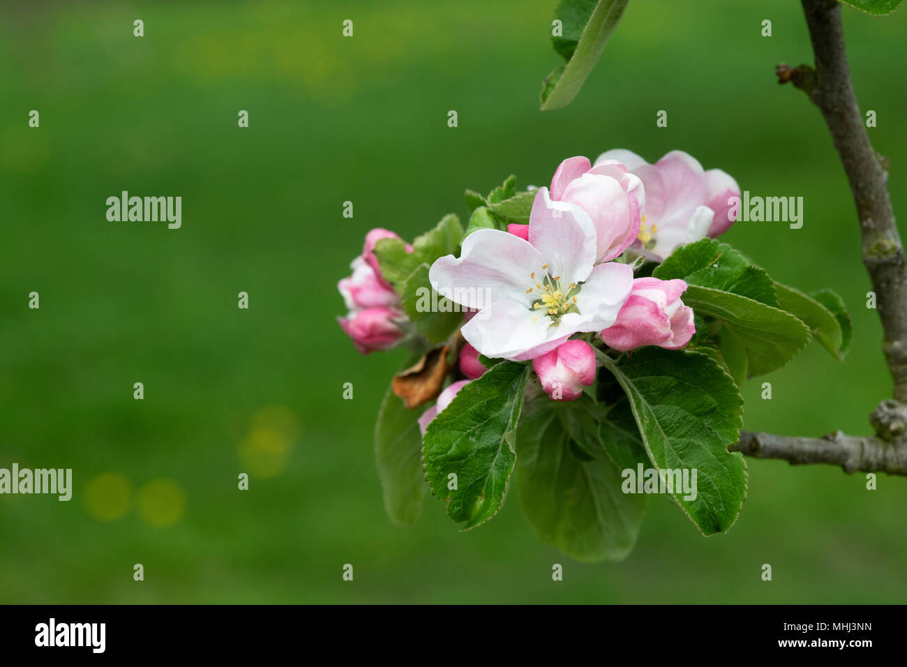 Baum apfelbaum -Fotos und -Bildmaterial in hoher Auflösung – Alamy