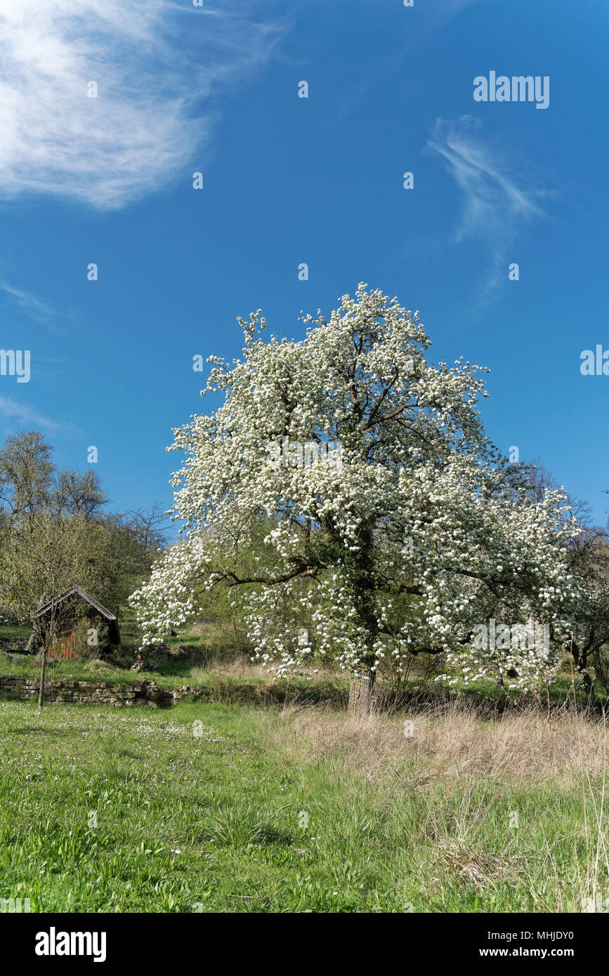 Ein Obstgarten, war immer ein Symbol für das Paradies. Dieses alte ...