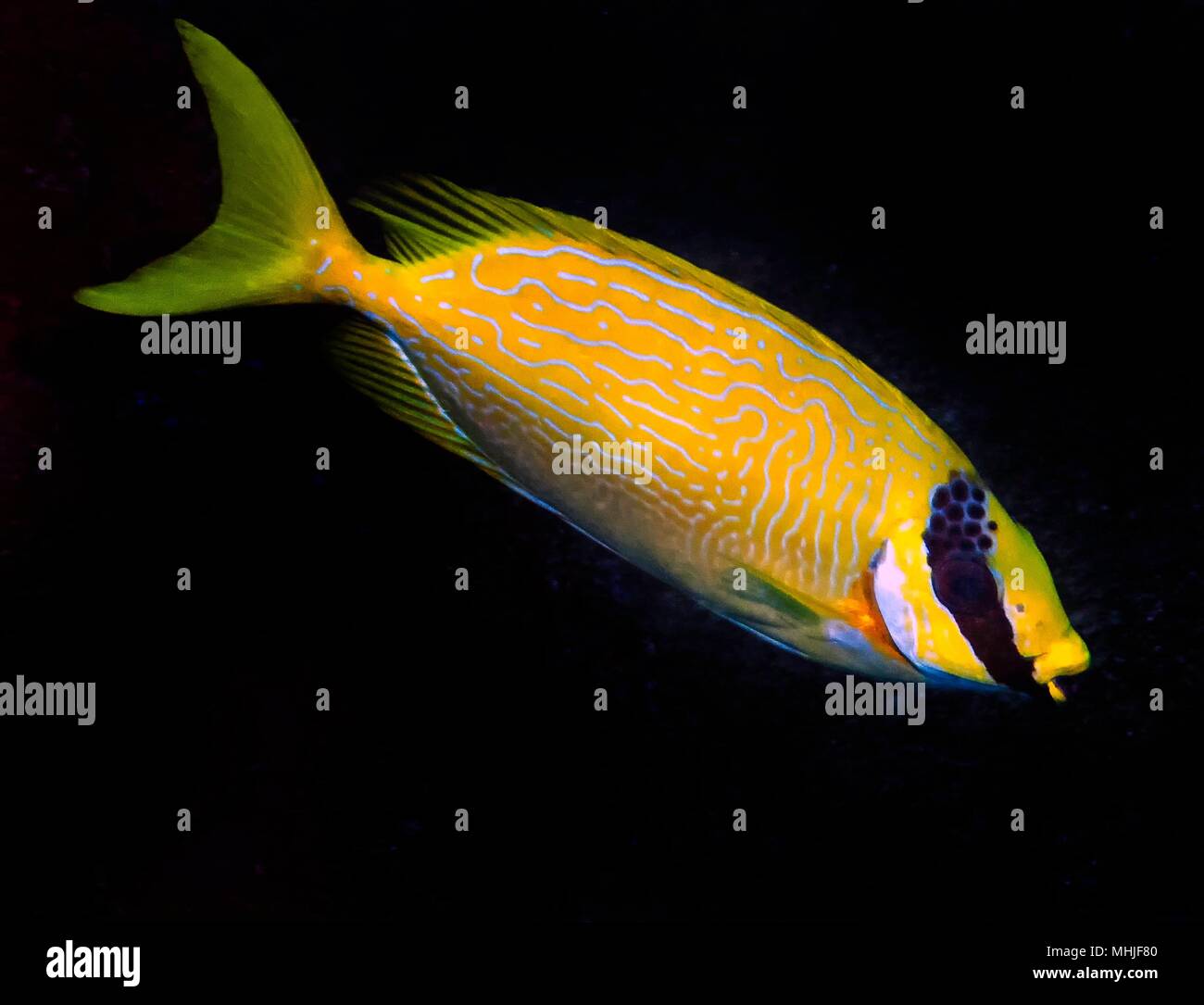 Maskierter kaninchenfisch siganus puellus -Fotos und -Bildmaterial in ...