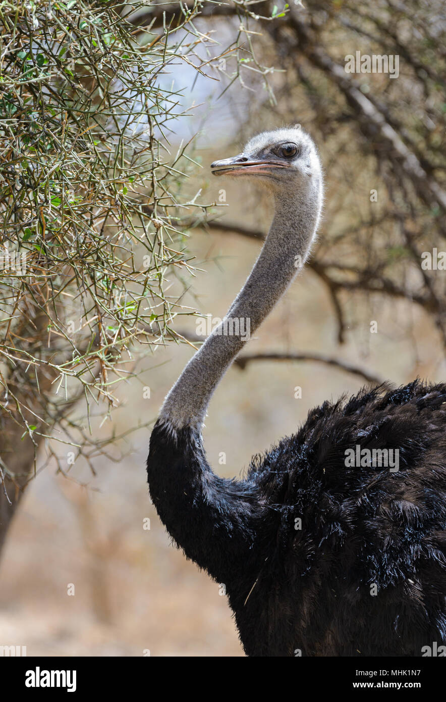Emu Vogel Foto Stockfotos und -bilder Kaufen - Alamy