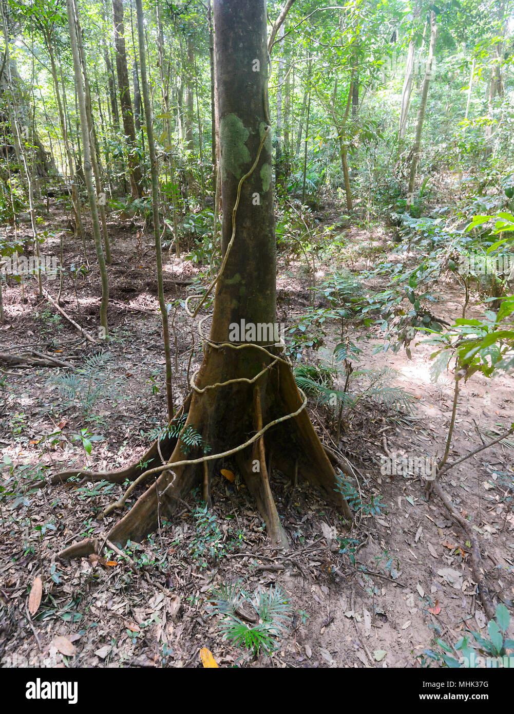 Blick auf eine Liane um einen Baum im Regenwald verdreht, Clohesy River ...