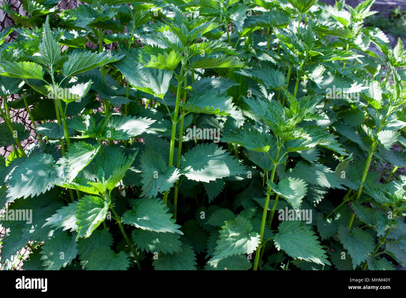 Brennnesseln wachsen im Garten in der Erde Stockfotografie - Alamy