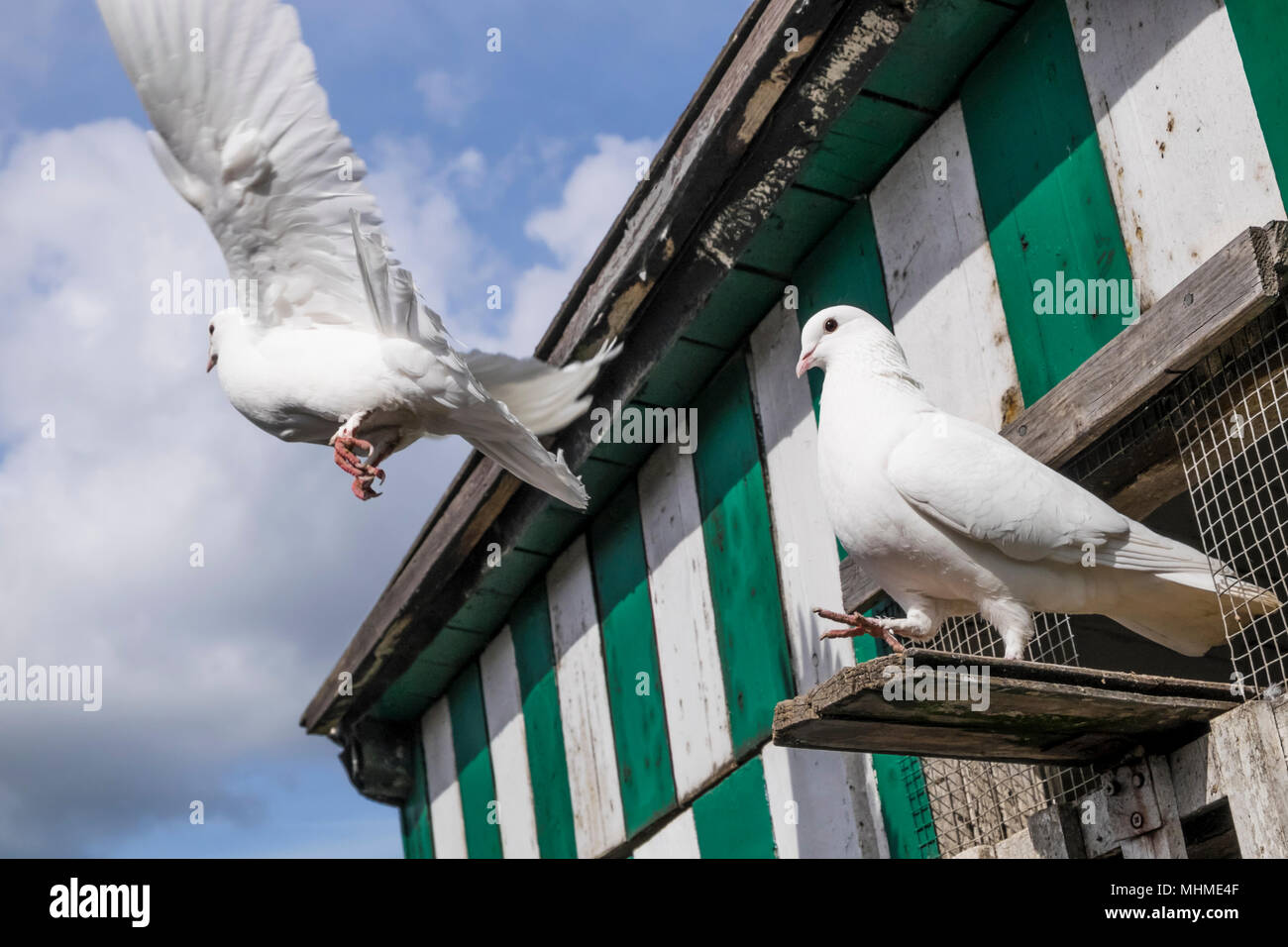 Weiße taube fliegen -Fotos und -Bildmaterial in hoher Auflösung – Alamy