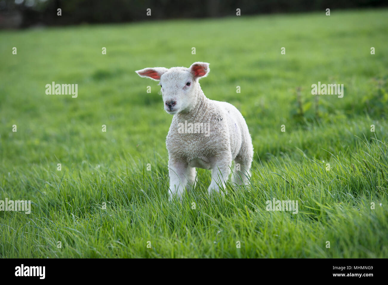 Orphan lamb -Fotos und -Bildmaterial in hoher Auflösung – Alamy