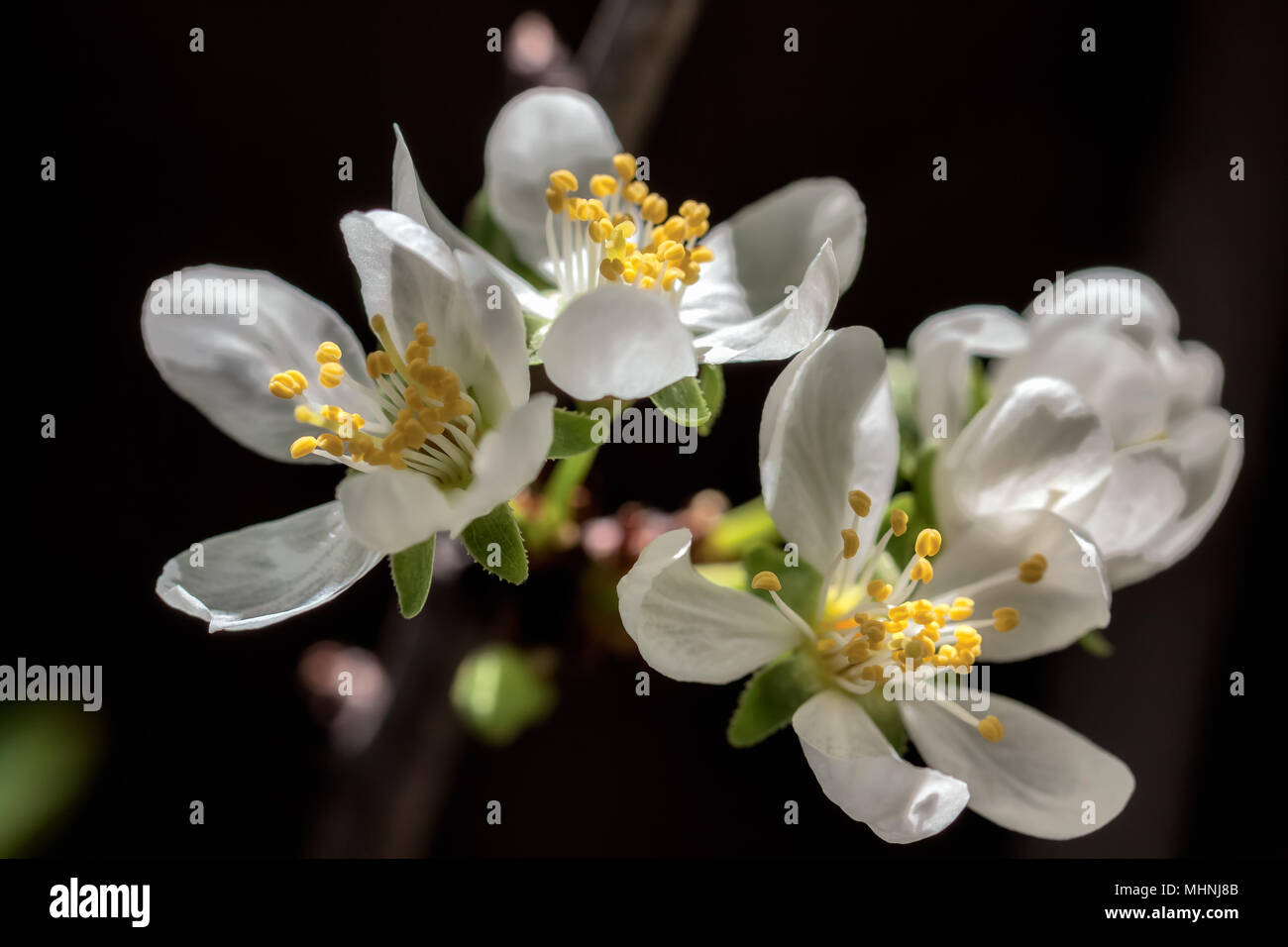 Pflaumenbaum prunus domestica -Fotos und -Bildmaterial in hoher ...