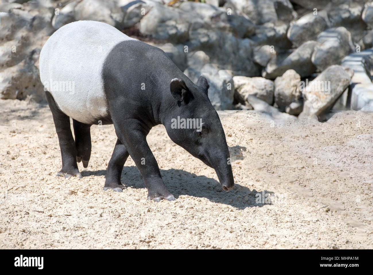 Tapir Portrait Stockfotos und -bilder Kaufen - Alamy