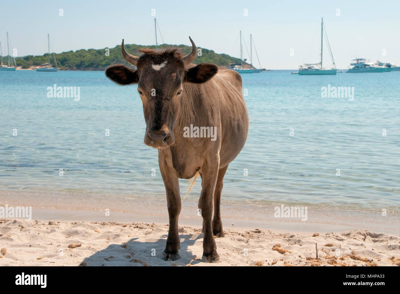 Eine Kuh beim Spaziergang am Strand voller Touristen im Sommer ...