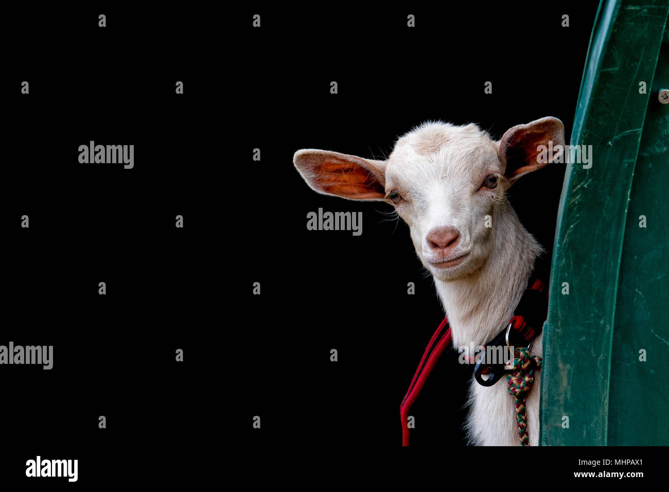 Weibchen mit baby ziege saugen Stockfotos und -bilder Kaufen - Alamy