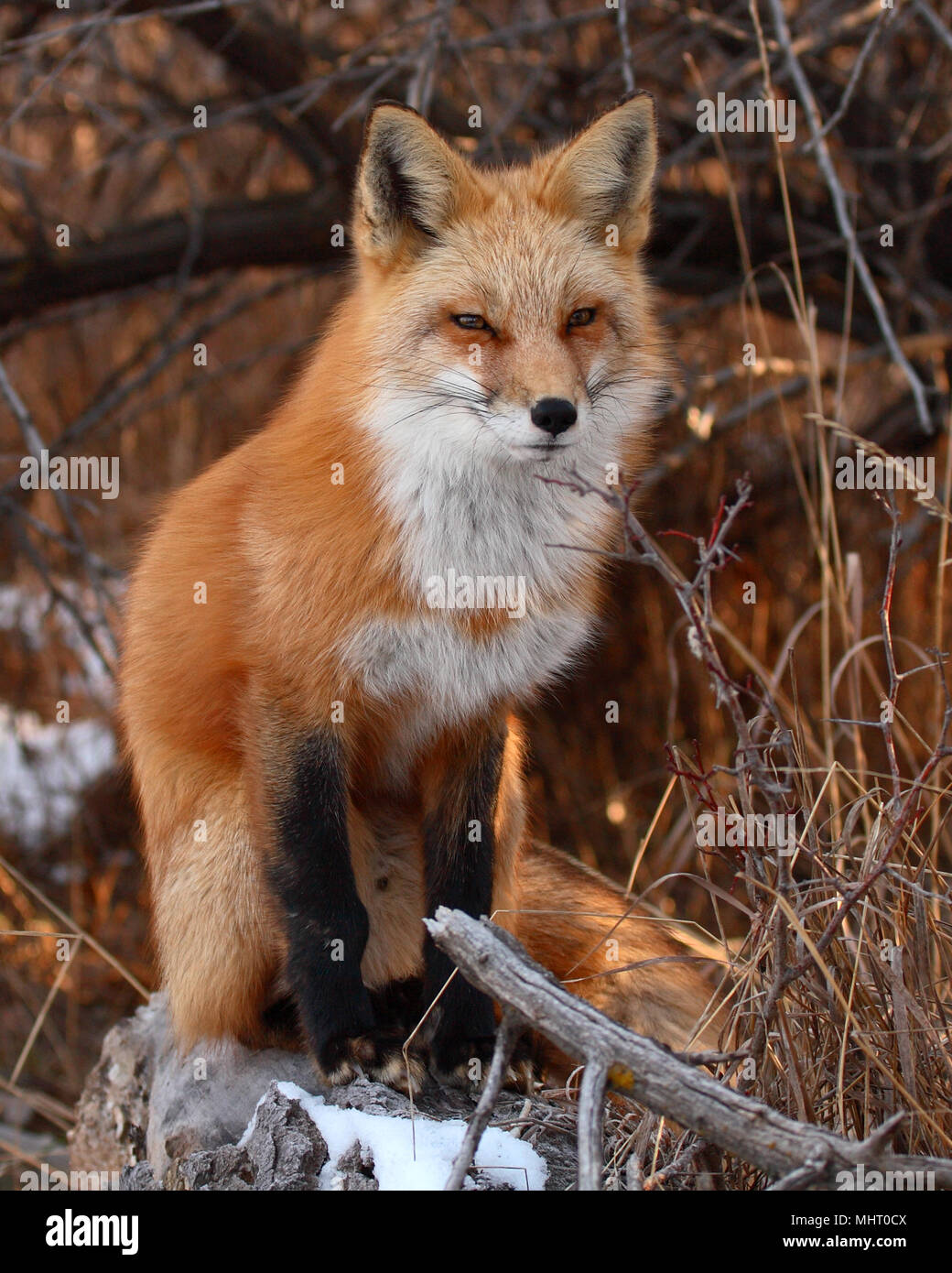 Cute fox winter -Fotos und -Bildmaterial in hoher Auflösung – Alamy