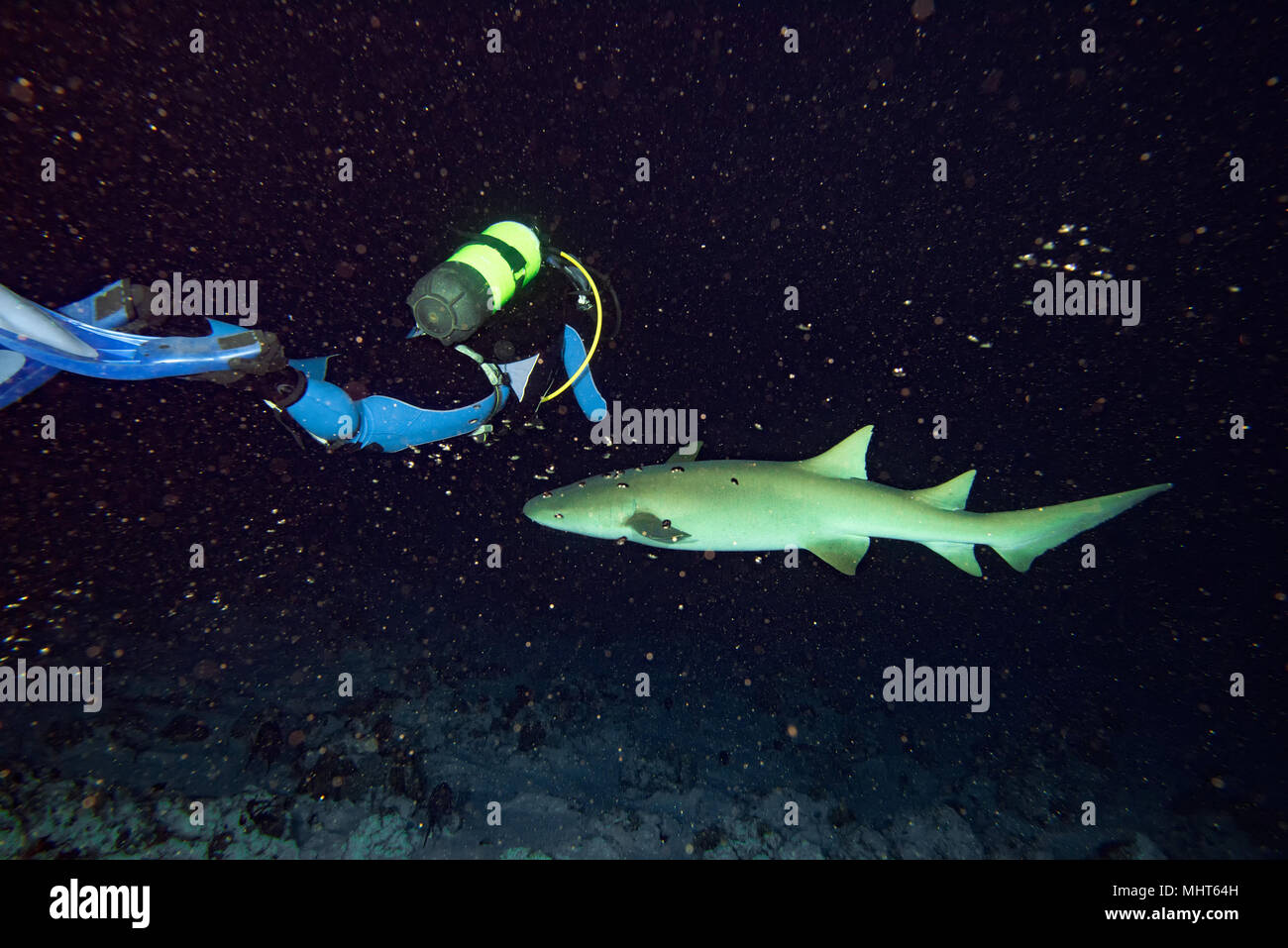 Yellow pilot fish -Fotos und -Bildmaterial in hoher Auflösung – Alamy