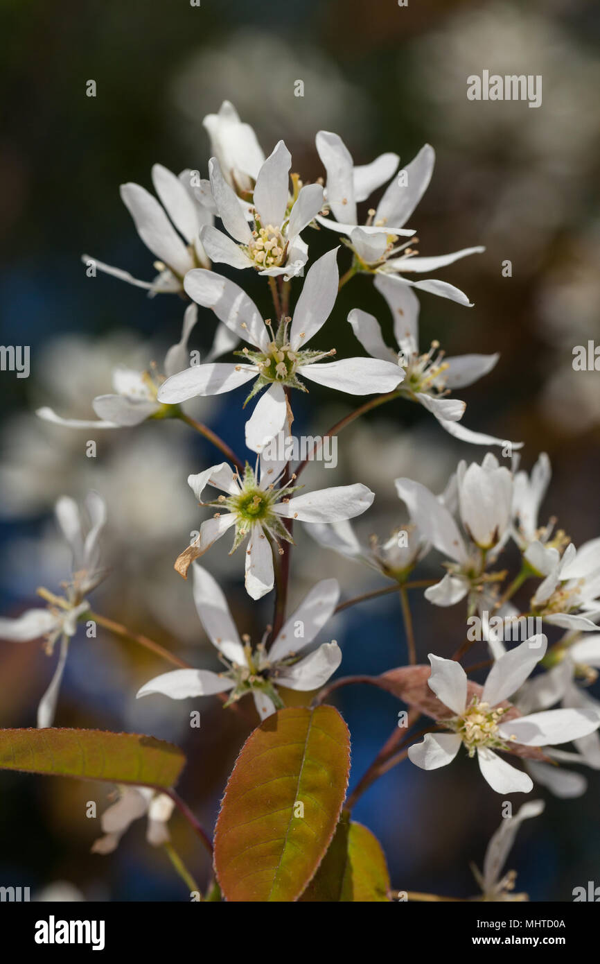 Juneberry Amelanchier Lamarckii Stockfotos und -bilder Kaufen - Alamy