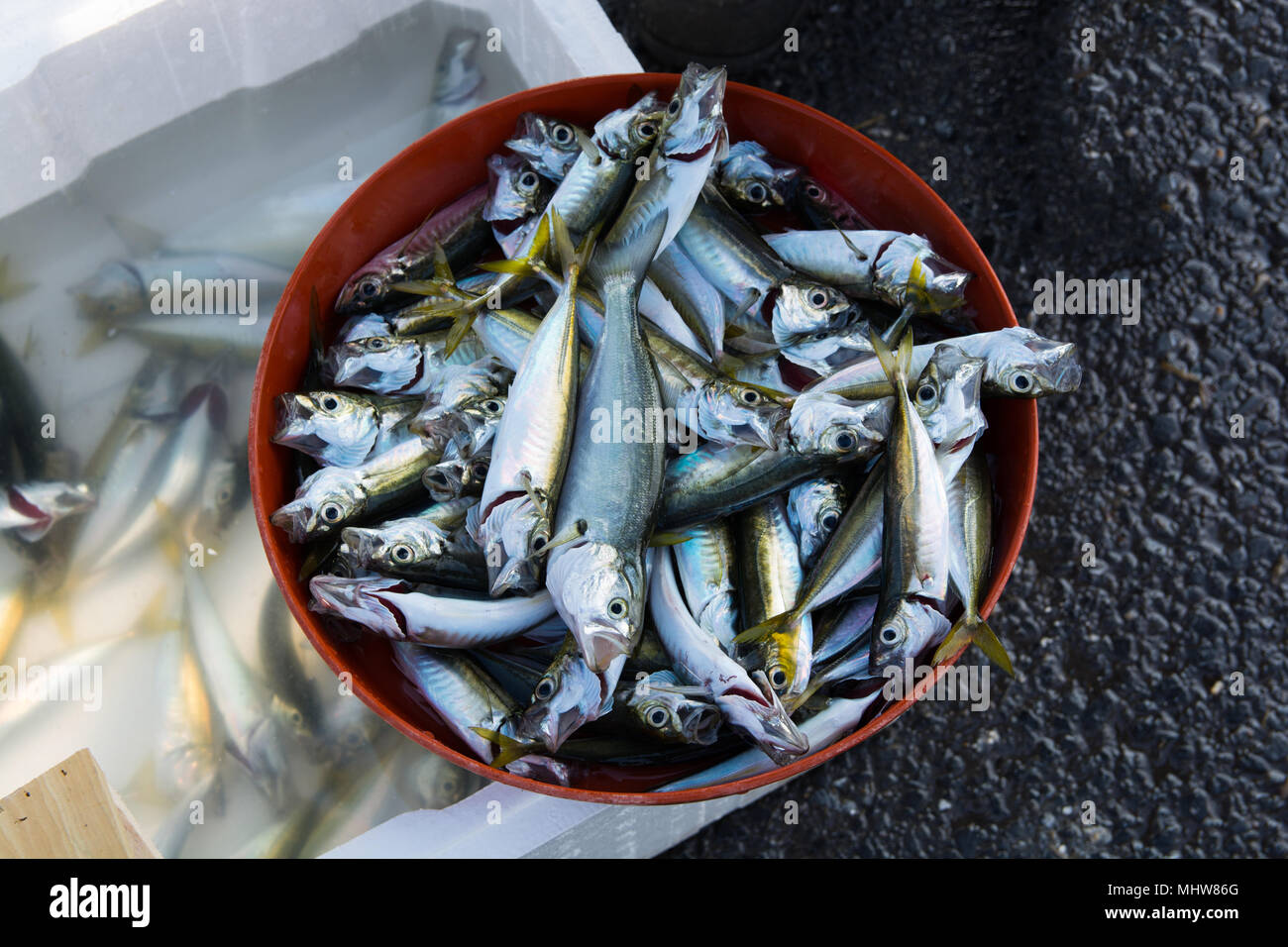 Fisch mit Angelrute. frischen Fisch. Wittling, Karpfen, Makrele haben ...