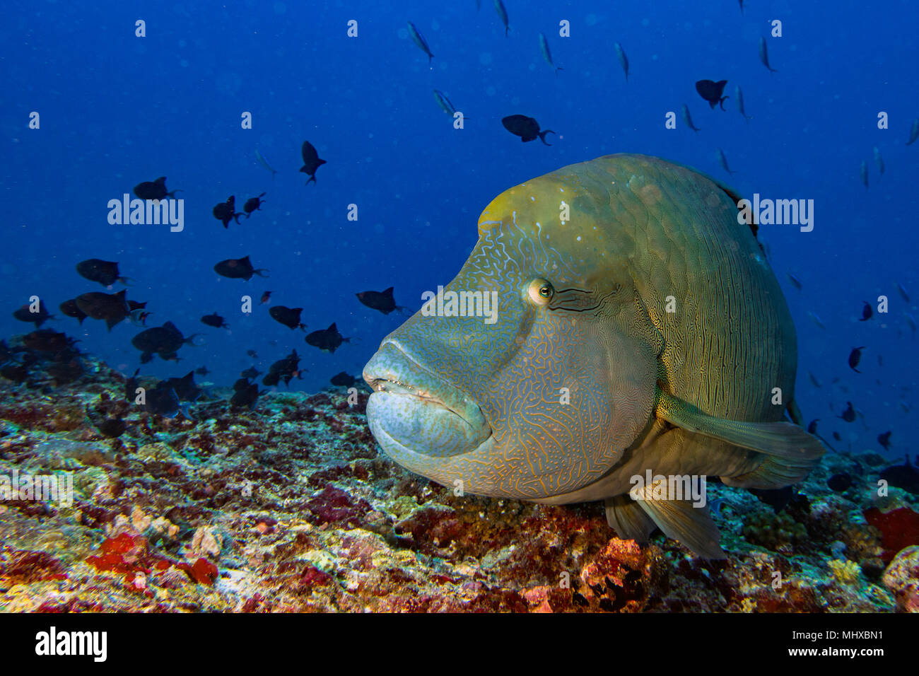 Taucher und napoleon lippfisch -Fotos und -Bildmaterial in hoher ...