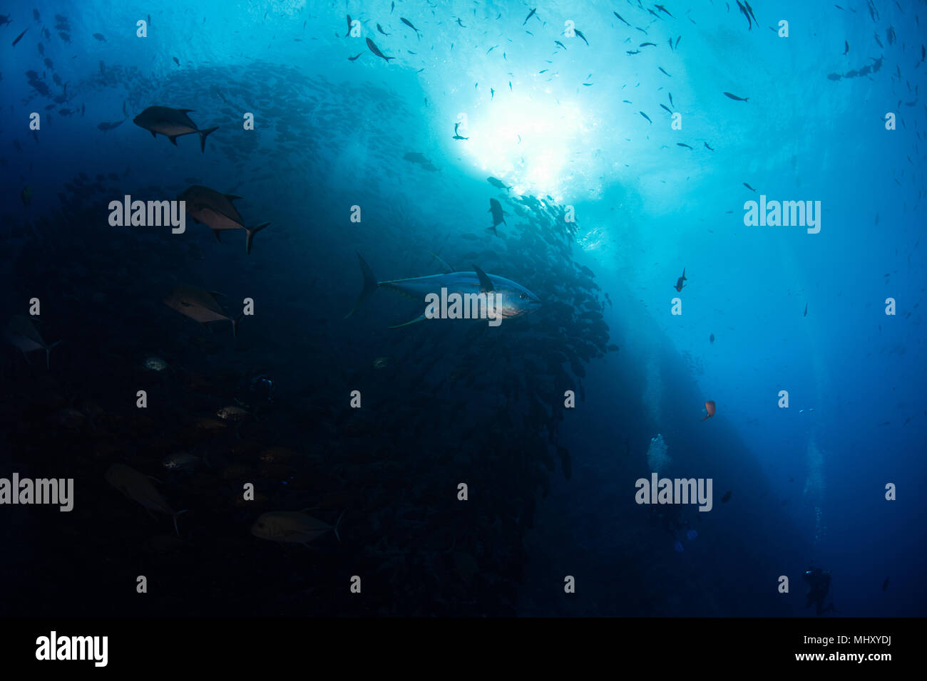 Yellowfin tuna underwater -Fotos und -Bildmaterial in hoher Auflösung ...