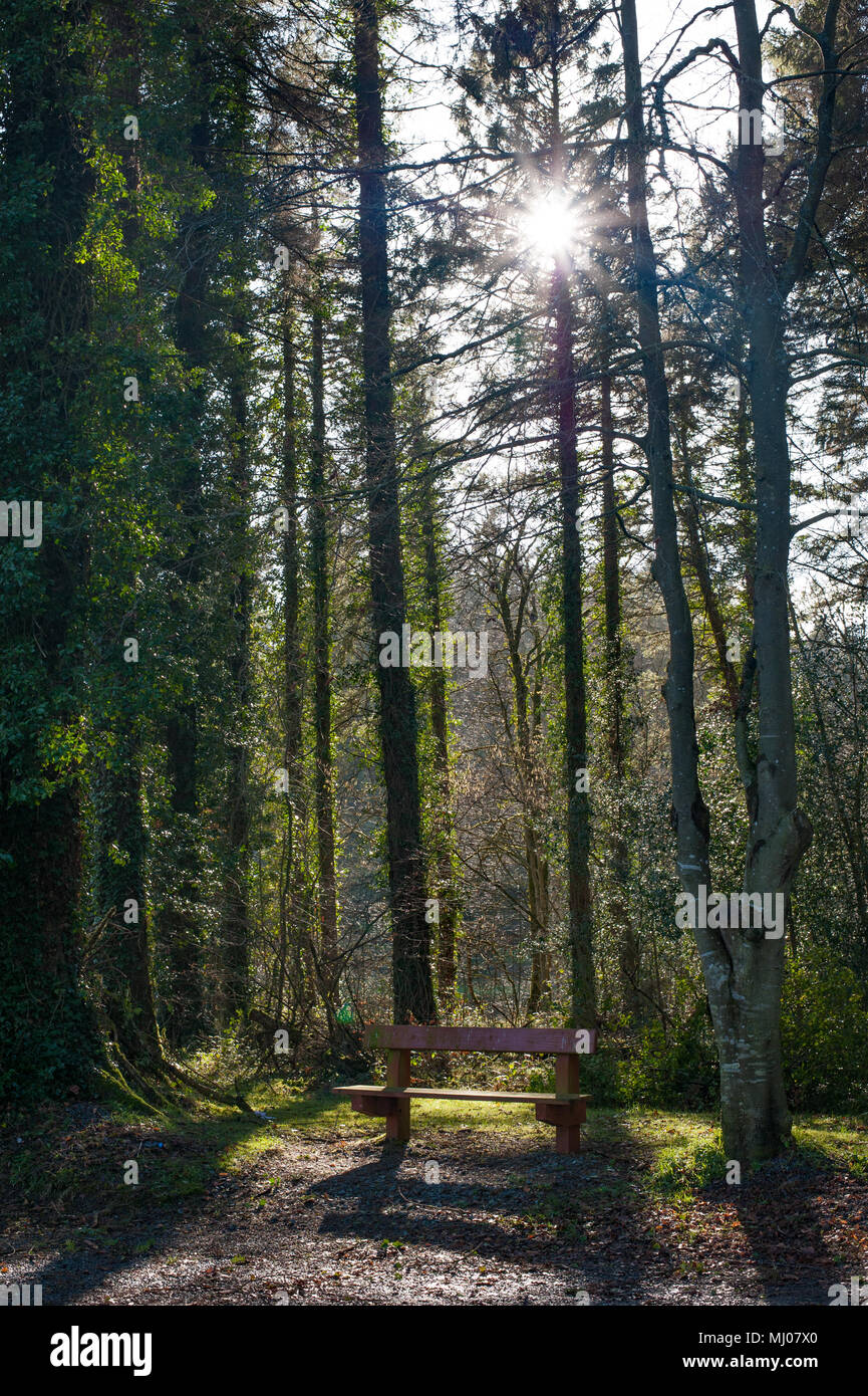 Bank im wald -Fotos und -Bildmaterial in hoher Auflösung – Alamy
