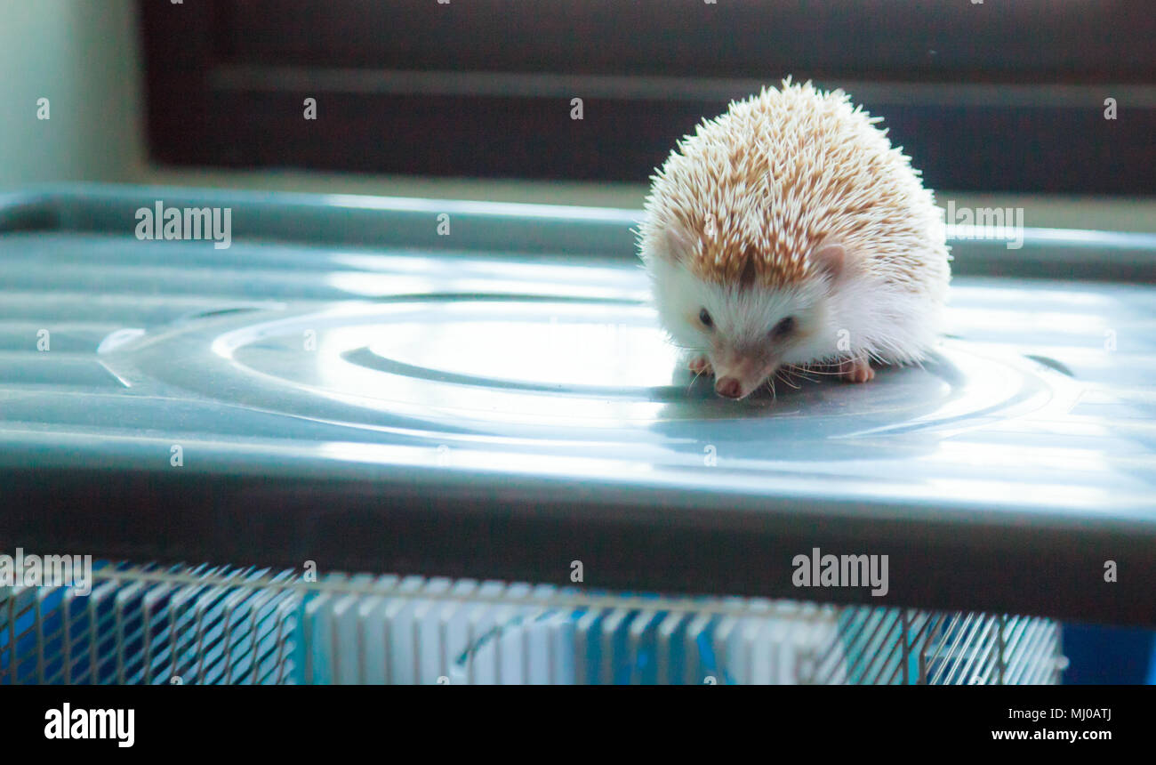 Tier-PET Care Liebe Konzept, süß weiß braun Igel auf der Box ...