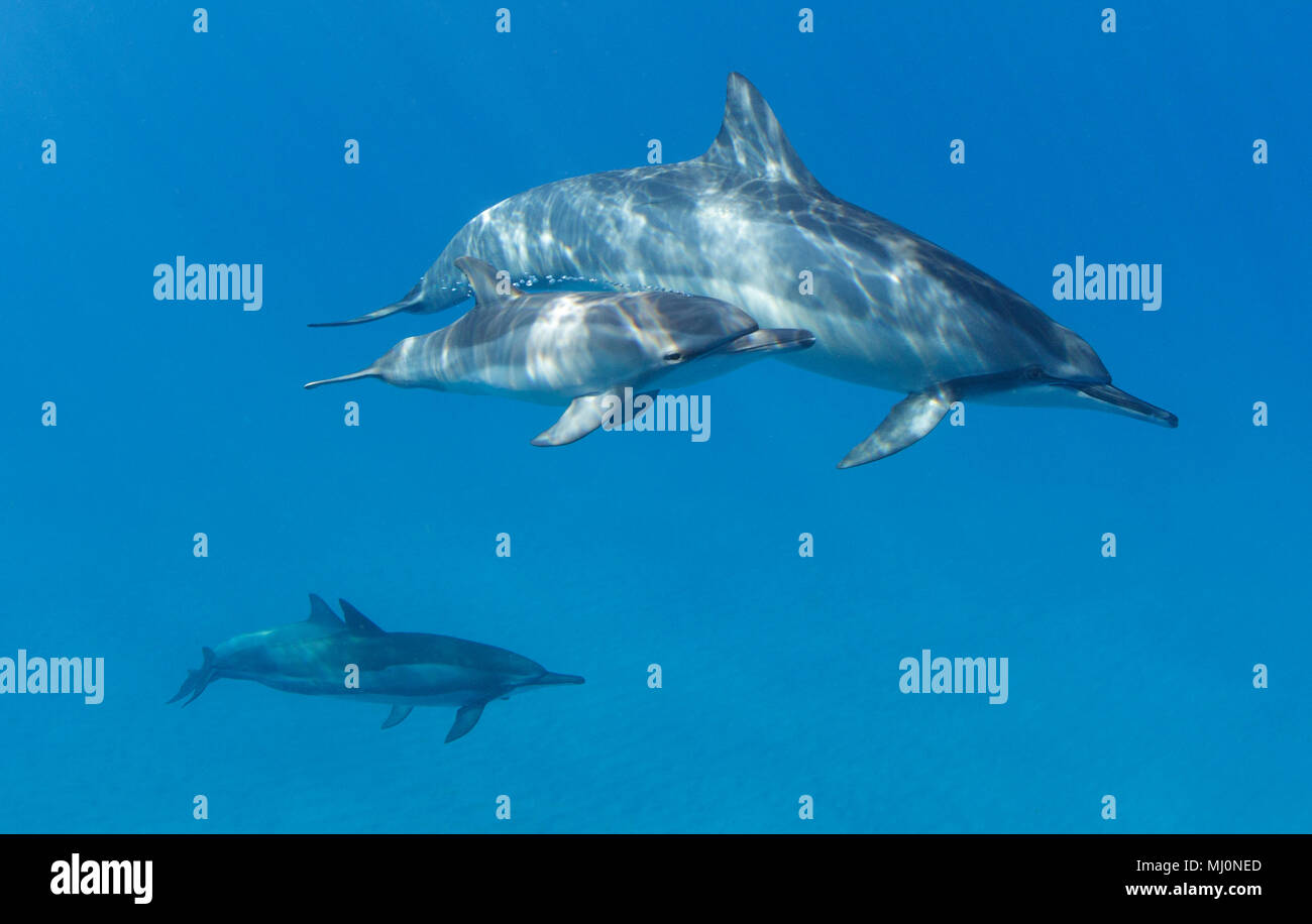 Wilde delfine hawaii -Fotos und -Bildmaterial in hoher Auflösung – Alamy Wilde delfine hawaii -Fotos und -Bildmaterial in hoher Auflösung – Alamy