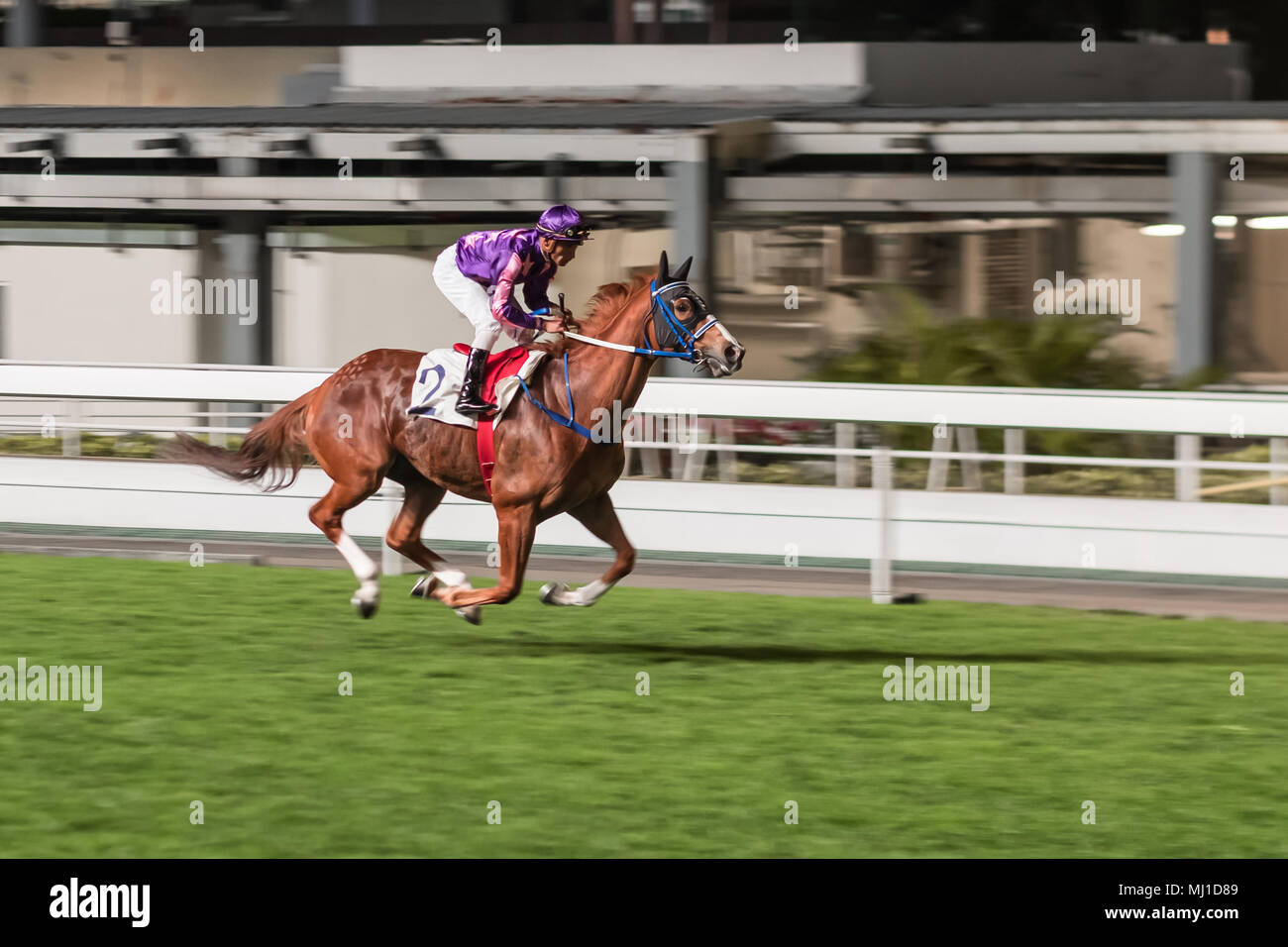 Vollblut araber gallop -Fotos und -Bildmaterial in hoher Auflösung – Alamy