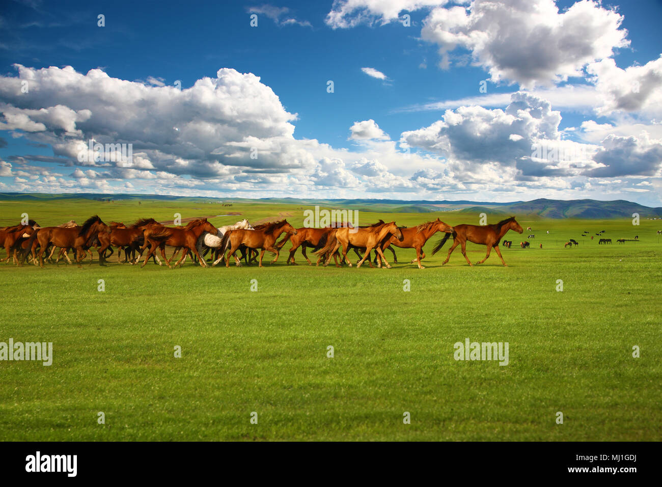 Prairie laufende Pferde Stockfotografie - Alamy