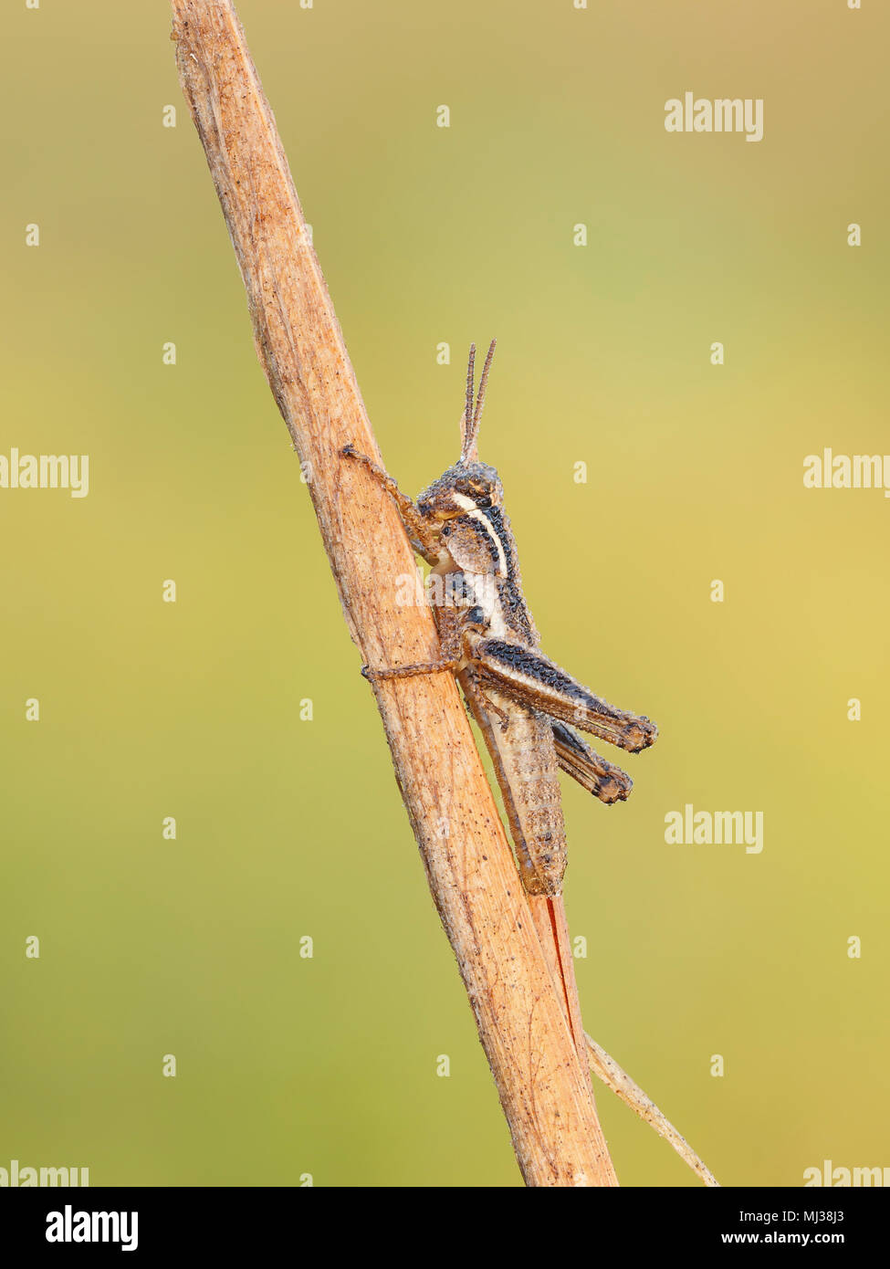 Melanoplus Sp Stockfotos und -bilder Kaufen - Alamy