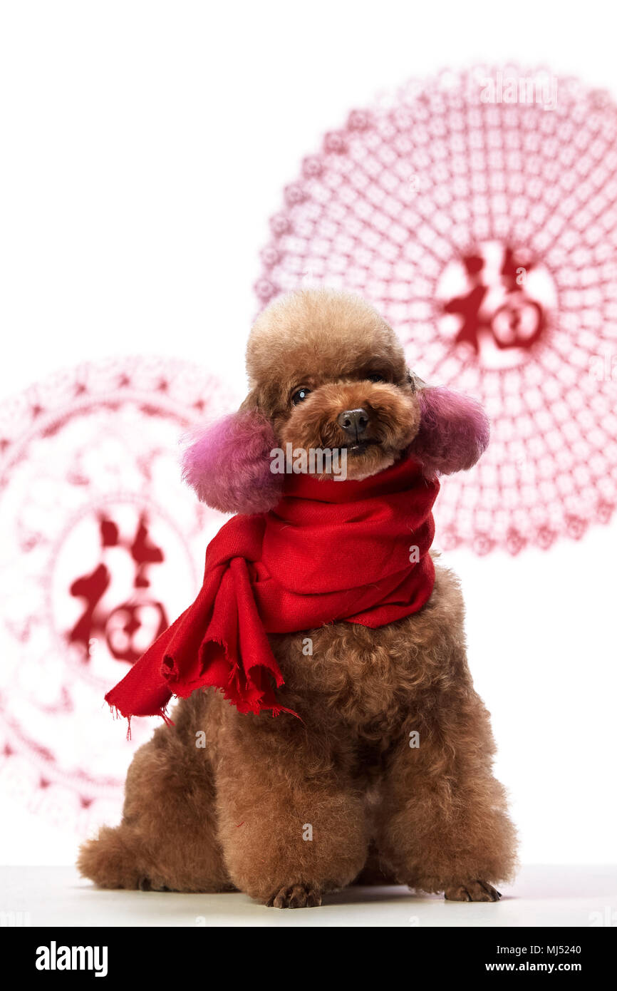 Teddy pudel -Fotos und -Bildmaterial in hoher Auflösung – Alamy