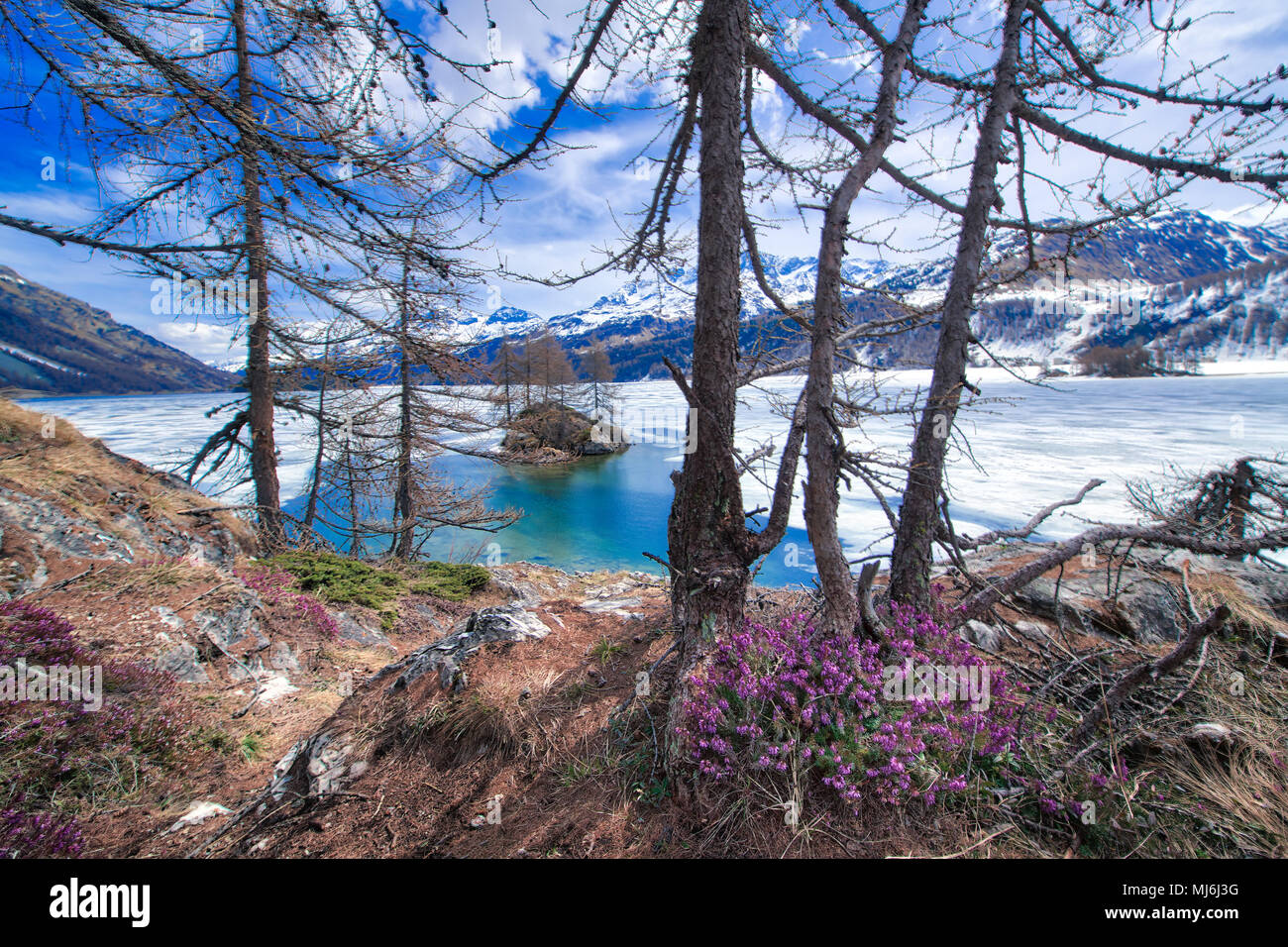 Engadin blumen -Fotos und -Bildmaterial in hoher Auflösung – Alamy
