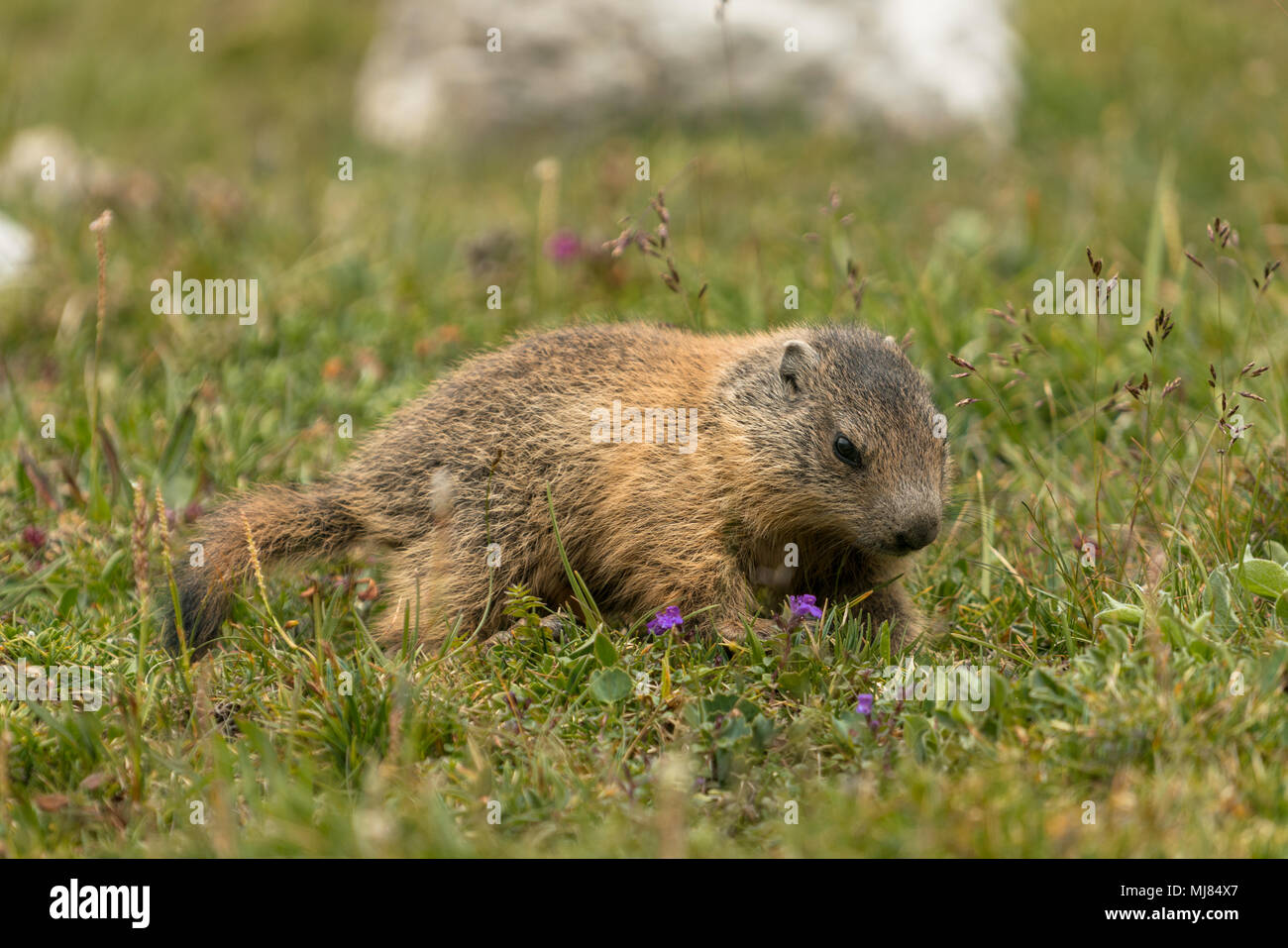 Murmeltier baby -Fotos und -Bildmaterial in hoher Auflösung – Alamy