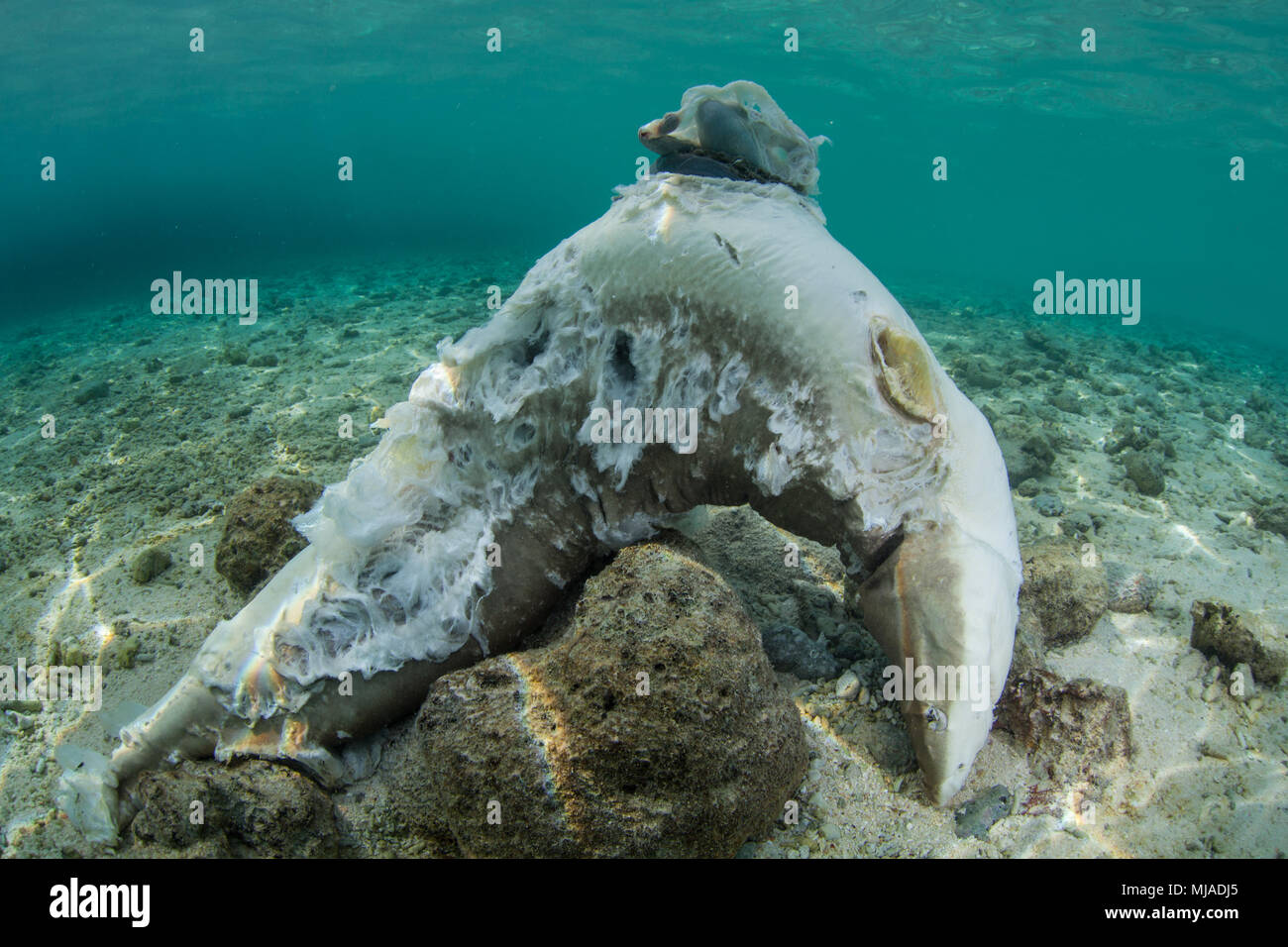 Ein Schwarzspitzen Riffhai hat für seine Flossen in Indonesien getötet ...