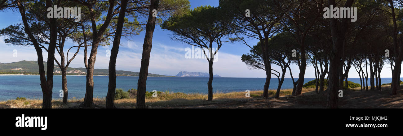 Pinien am strand von porto ainu -Fotos und -Bildmaterial in hoher ...