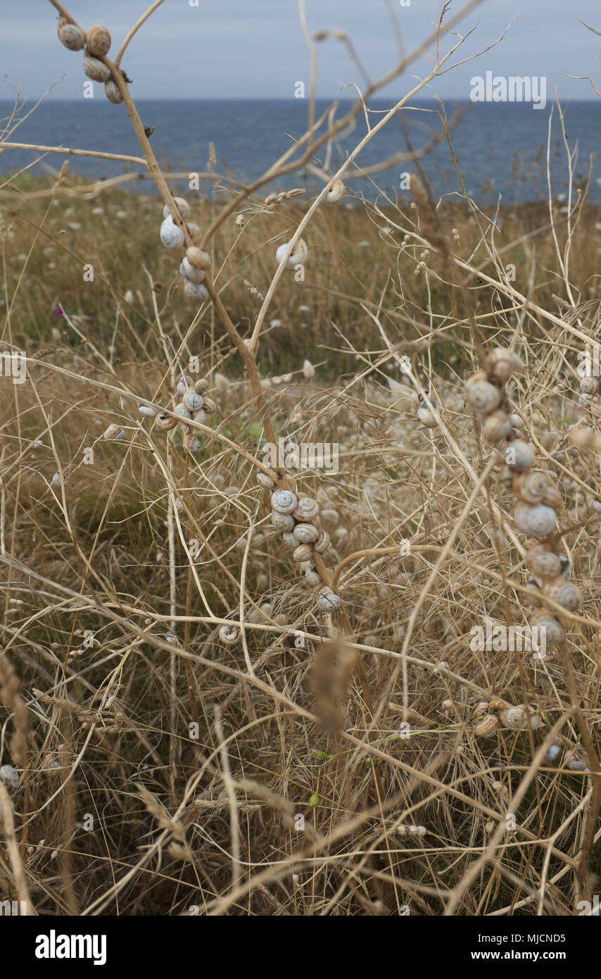 Meeresschnecken atlantik -Fotos und -Bildmaterial in hoher Auflösung ...